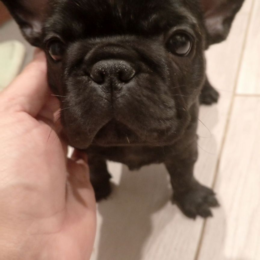 Французский бульдог