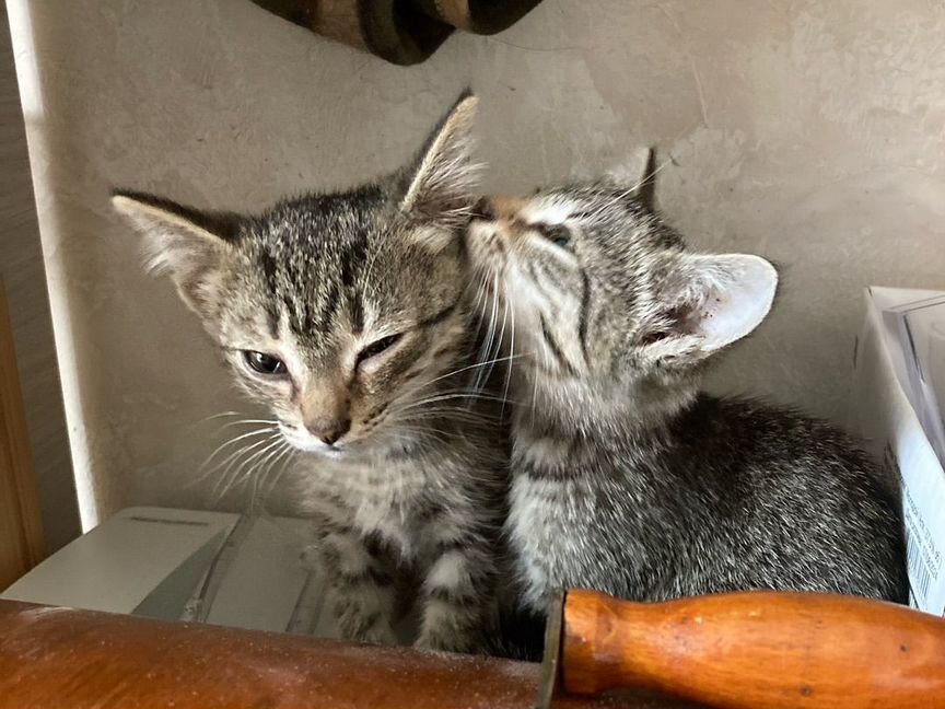 Бросили на улице