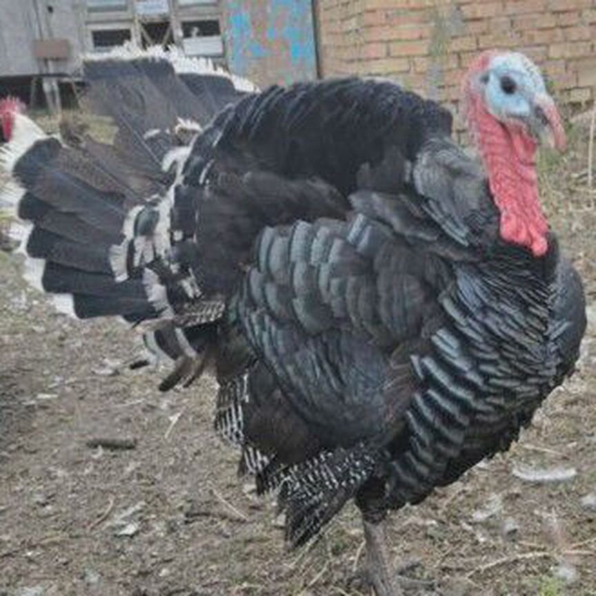 Индюки и бройлеры на мясо