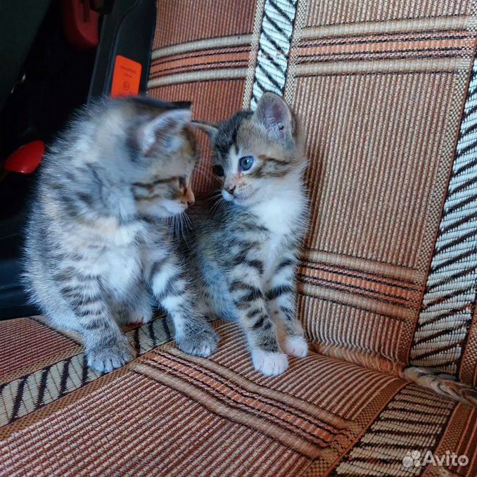 Котята-девочки 1.5мес