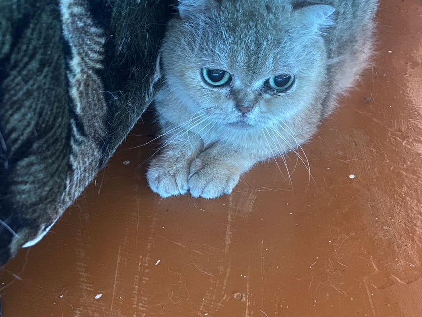 Найдена кошка