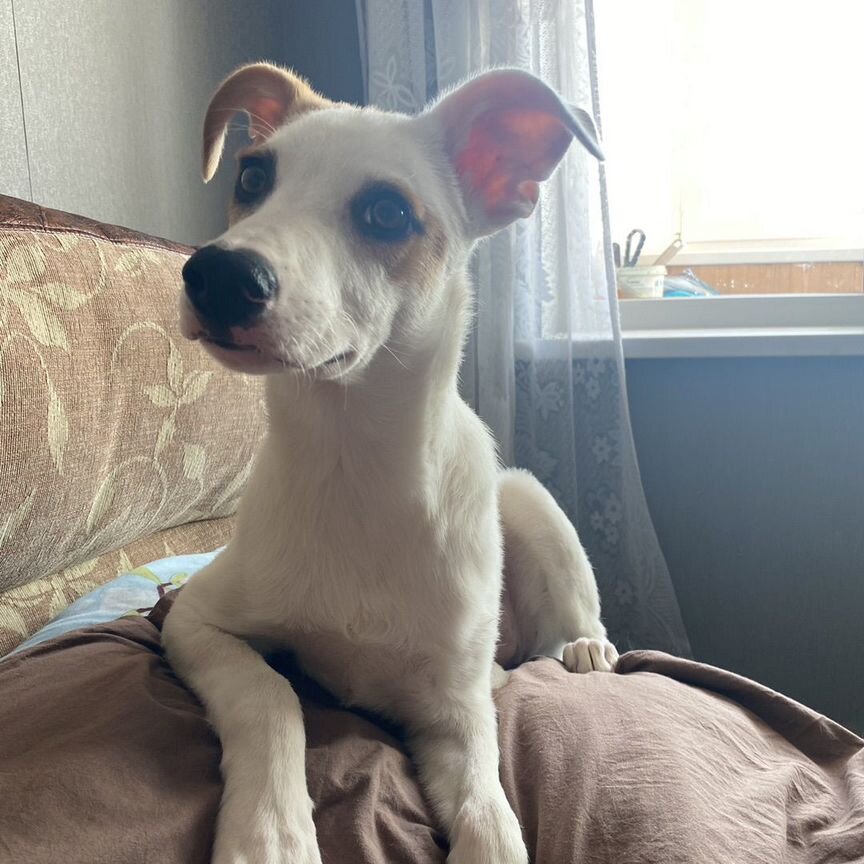 Собака в добрые руки отдам бесплатно