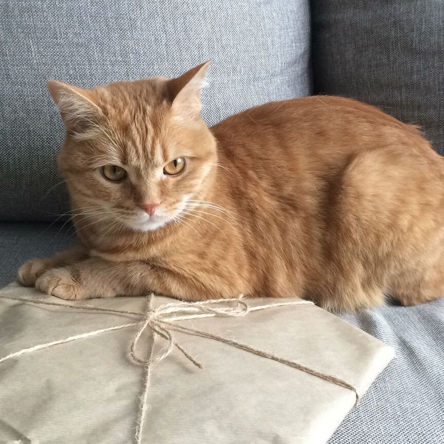 Кот