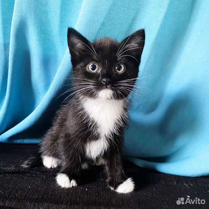 Кошечка котопёс малышка 2 мес