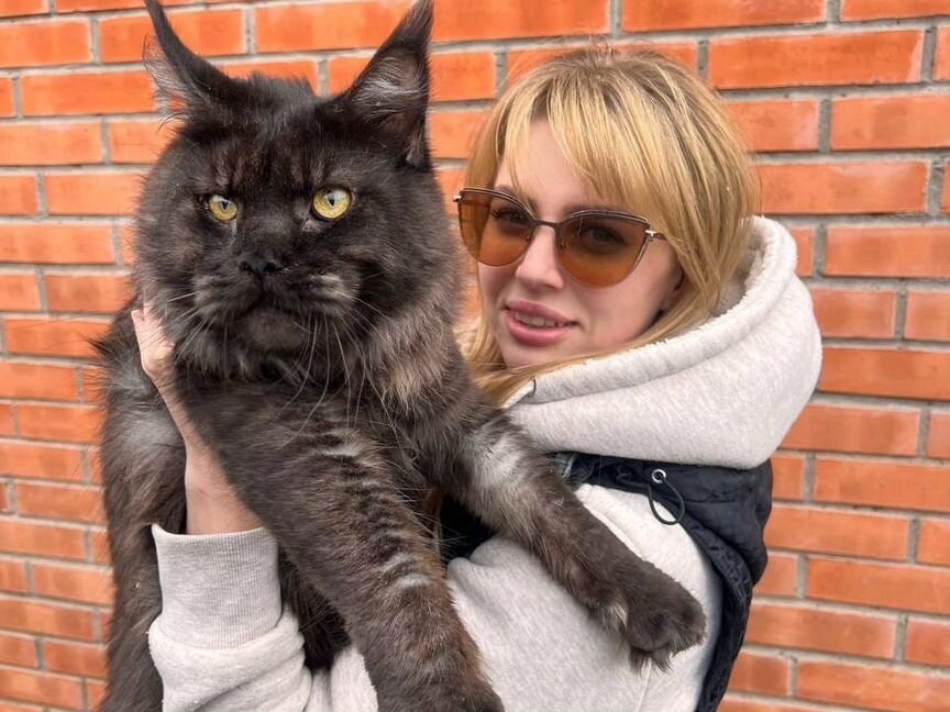 Мейн-кун профессиональный питомник
