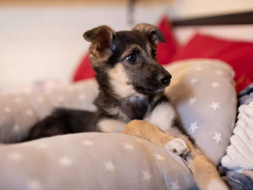 Щенок(девочка)