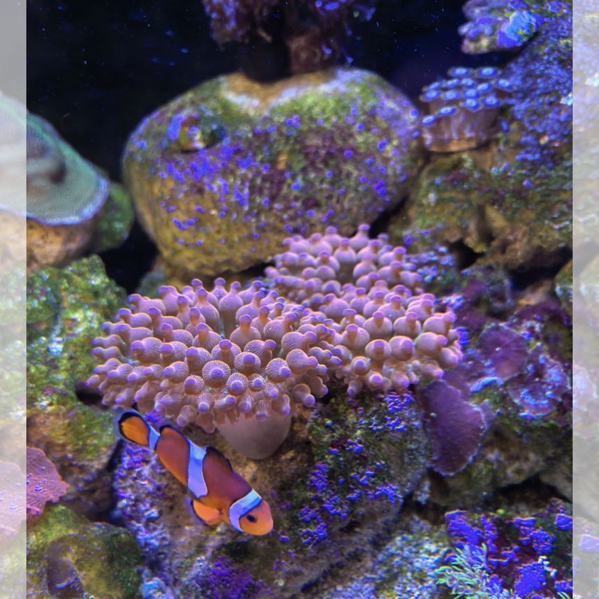 Актиния квадриколор