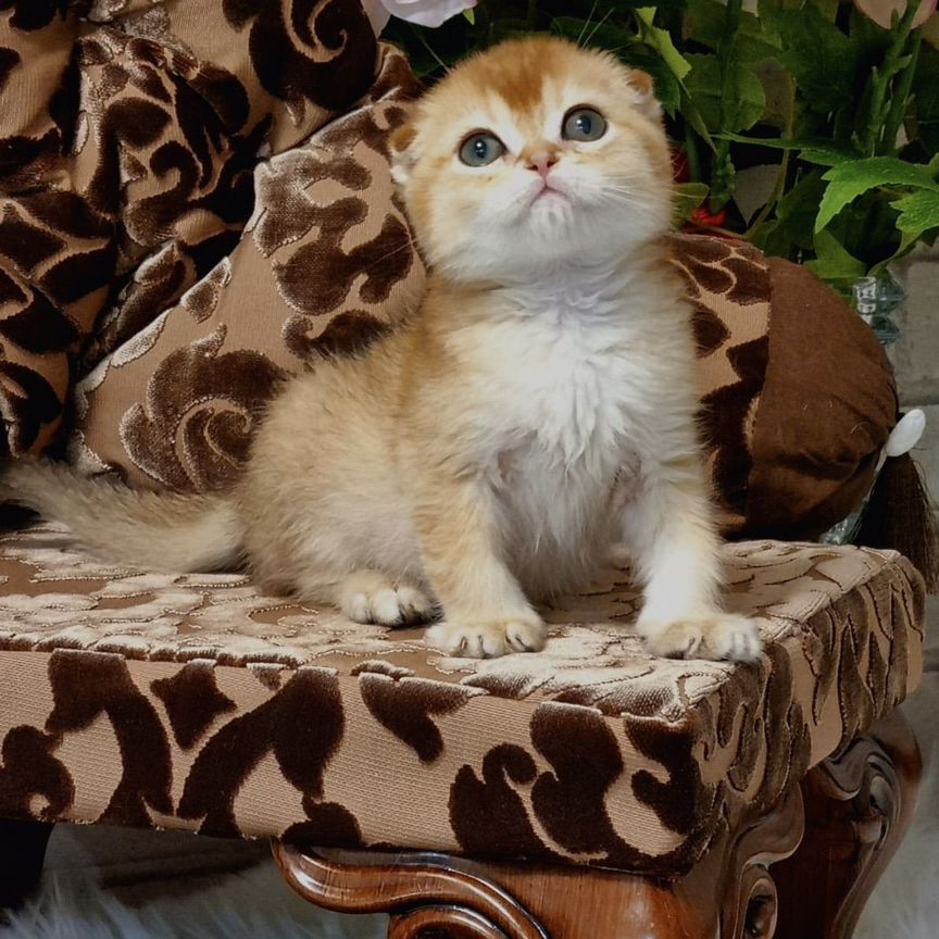 Шотландский мальчик SFS ny11