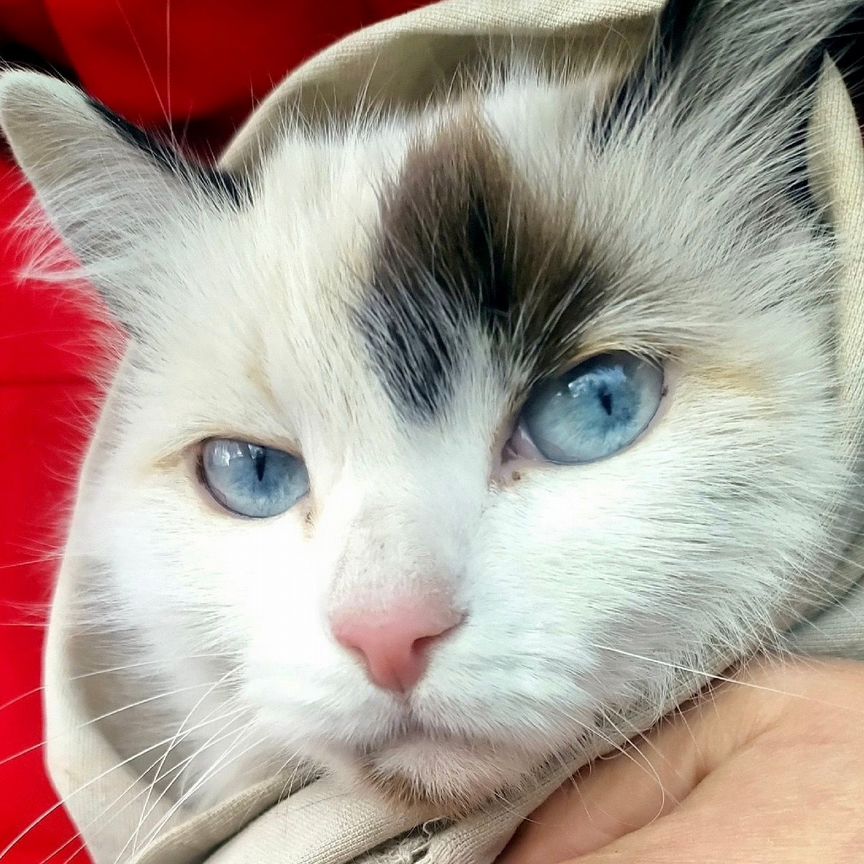 Невская маскарадная, взрослая кошка