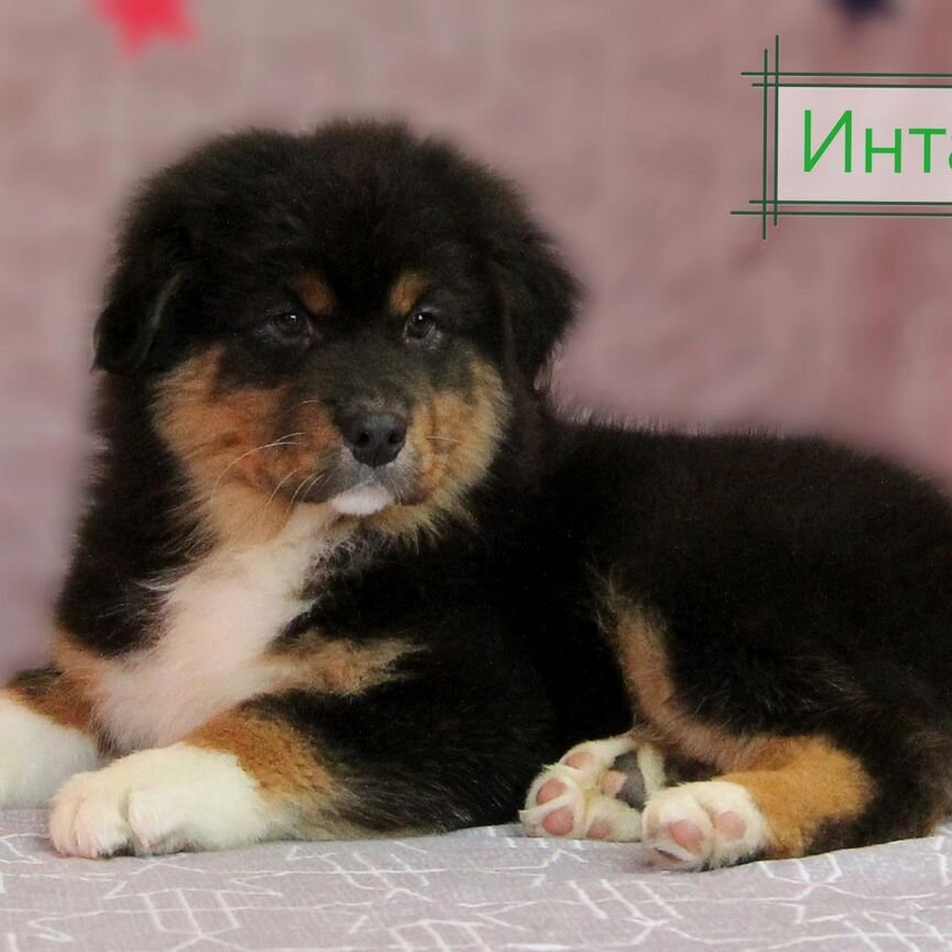 Щенок аусси мальчик