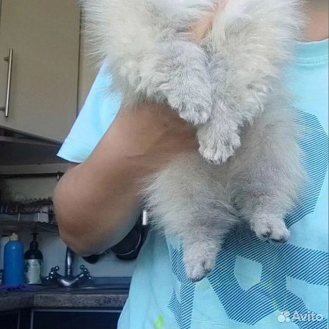 Мальчик крем-соболь померанский шпиц