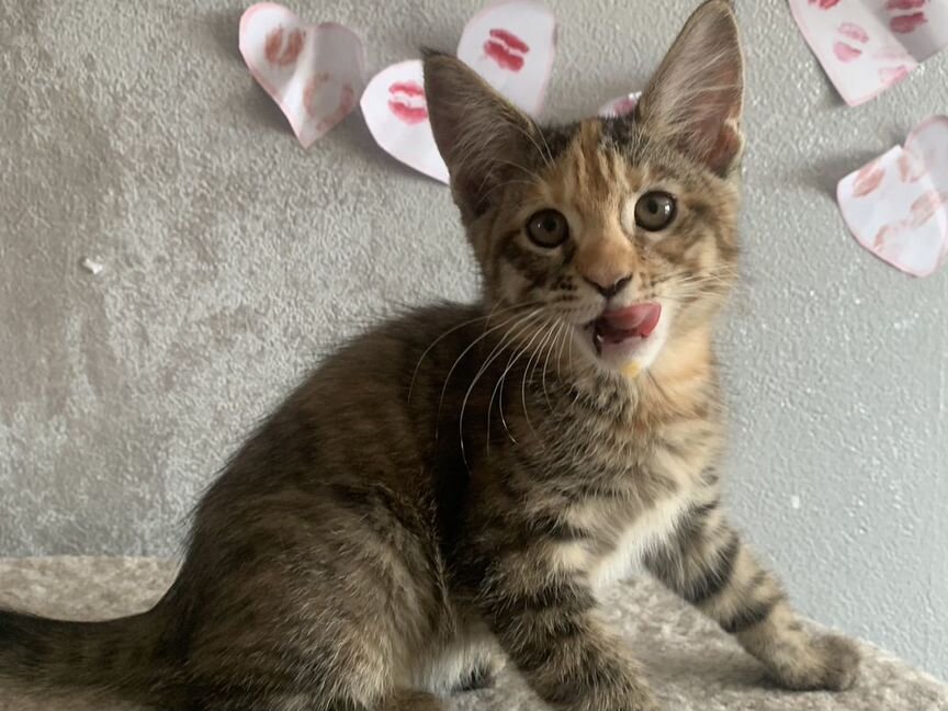Кошка