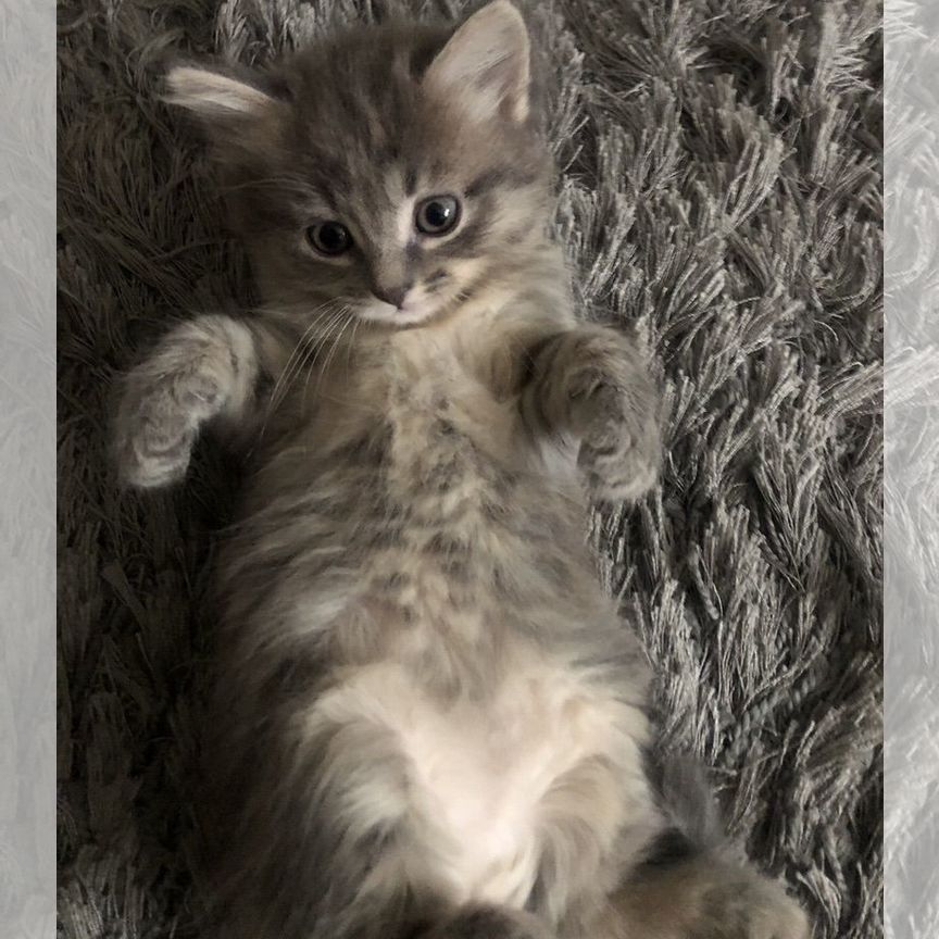 Котёнок в добрые руки