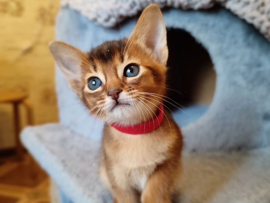 Абиссинский котенок абиссинские котята