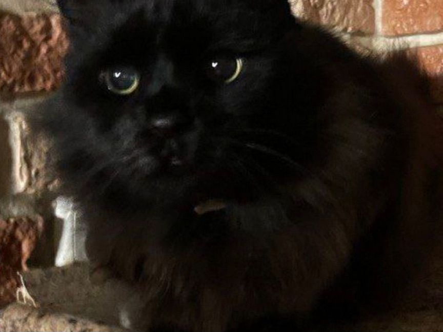 Кошка из Донецка