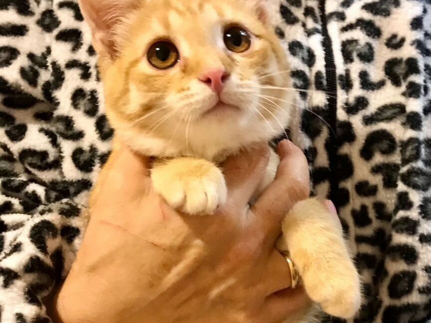 Рыжий кот