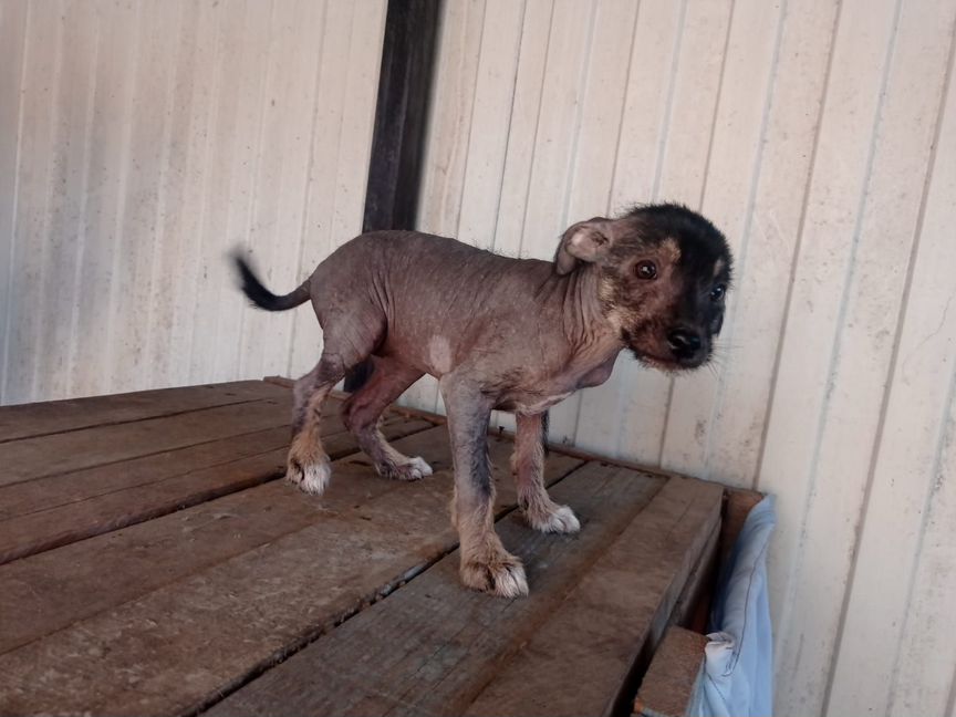 Некитайская хохлатая Джинджер