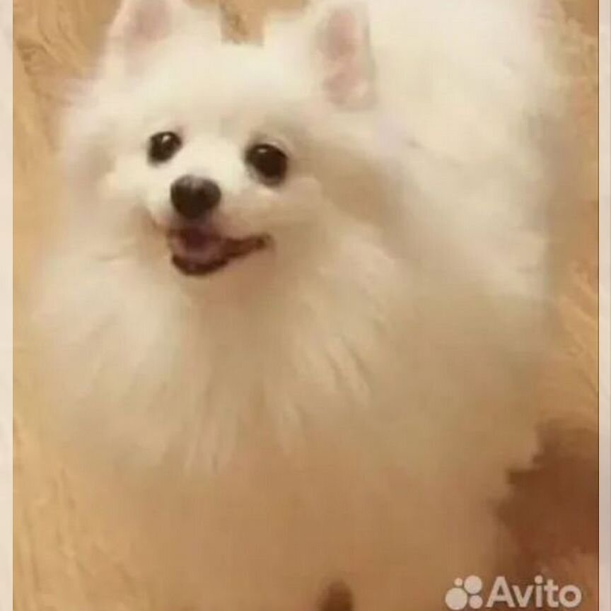 Немецкий шпиц, взрослая собака