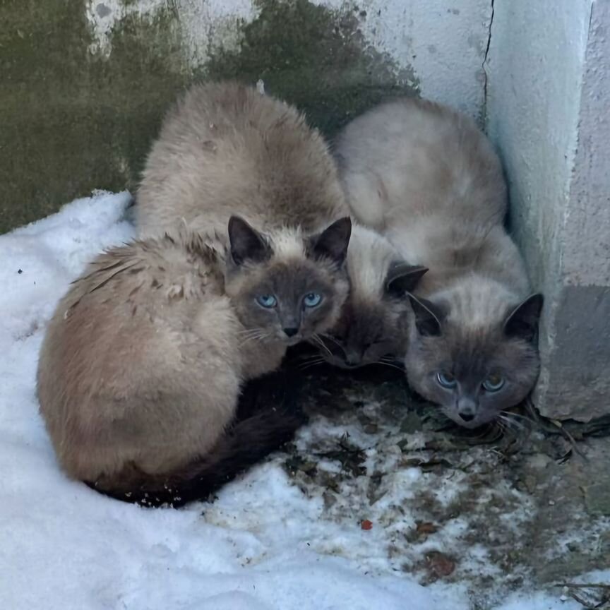 Сиамских кошек выкинули на мороз
