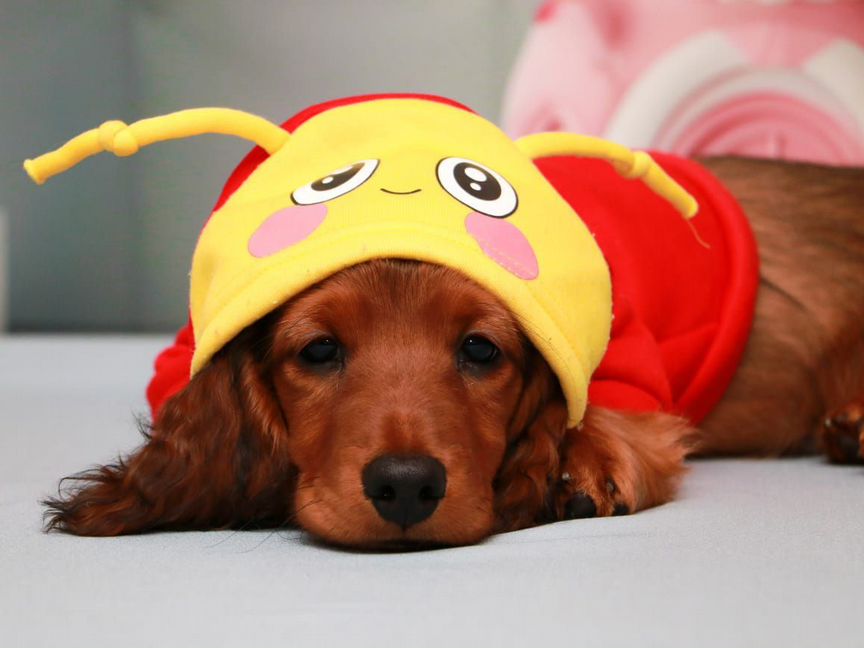 Длинношерстная такса