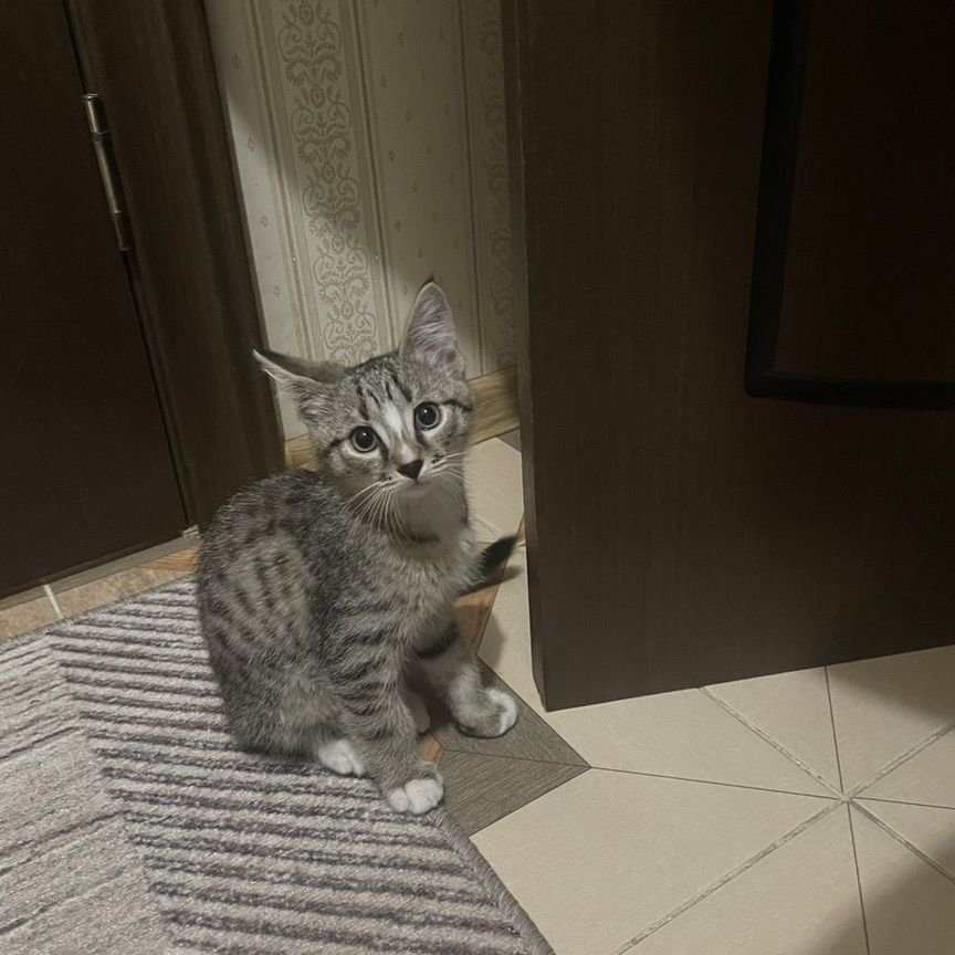 Котёнок в добрые руки