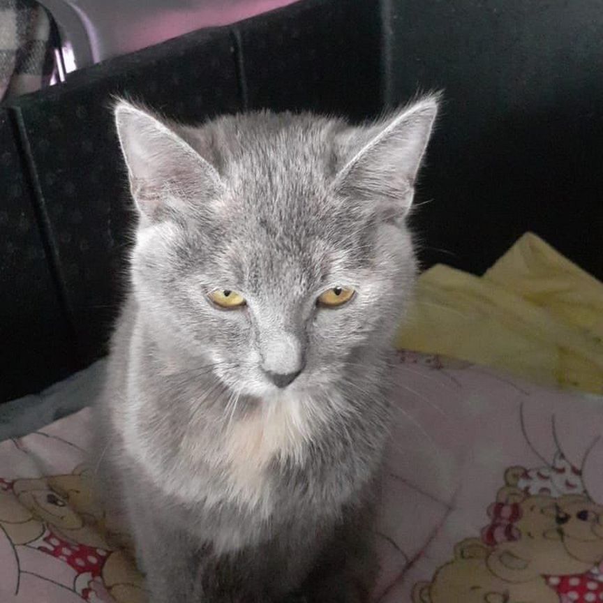 Котята в добрые руки бесплатно девочка