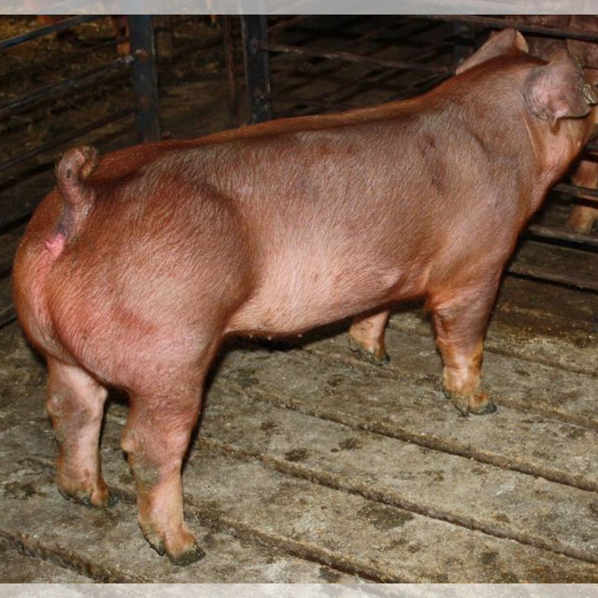 Продажа семя хряка для лпх