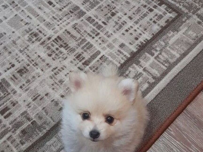 Щенки немецкого шпица