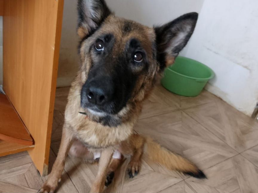 Овчарка ищет дом