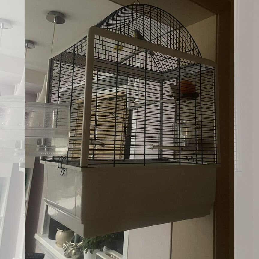 Канарейка с клеткой