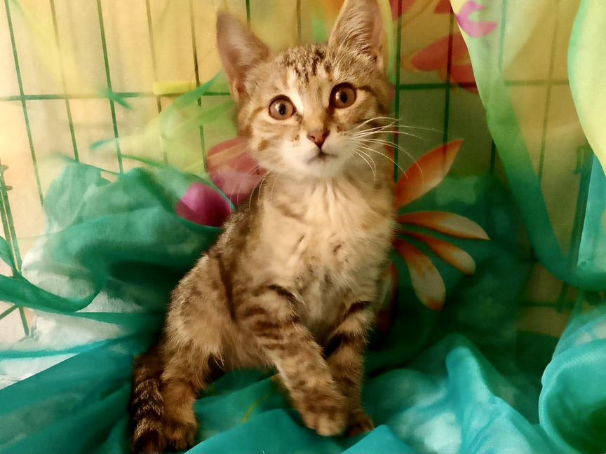 Котёнок полосатый (девочка). Бесплатно