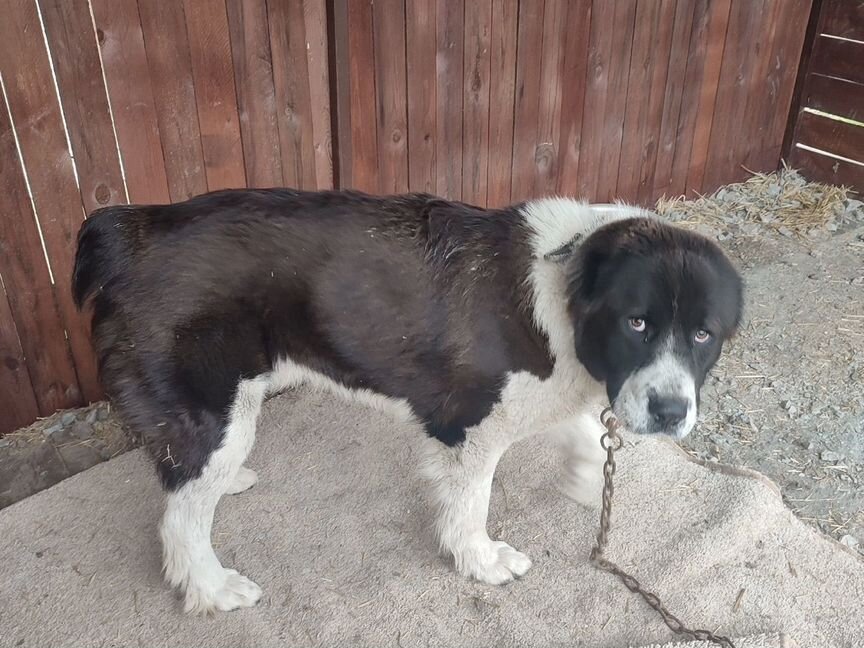 Алабай из приюта