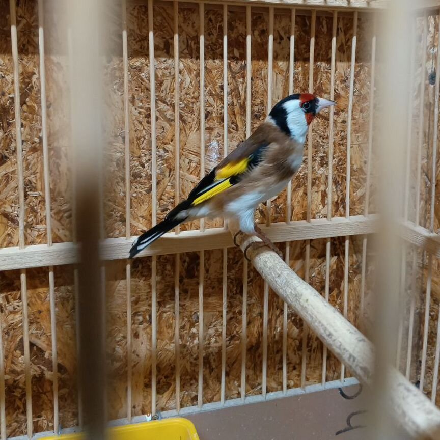 Птица щегол