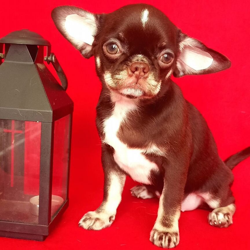 Шоколадный красавчик чихуахуа