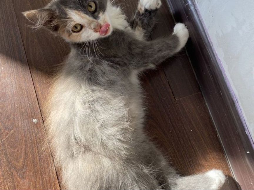 Котенок в дар