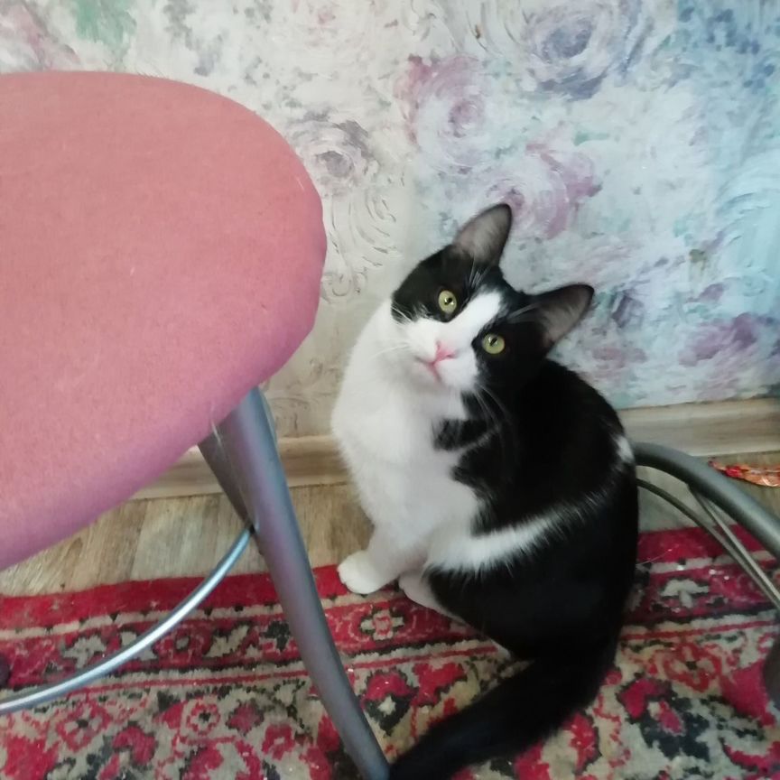 Котенок 8 месяцев