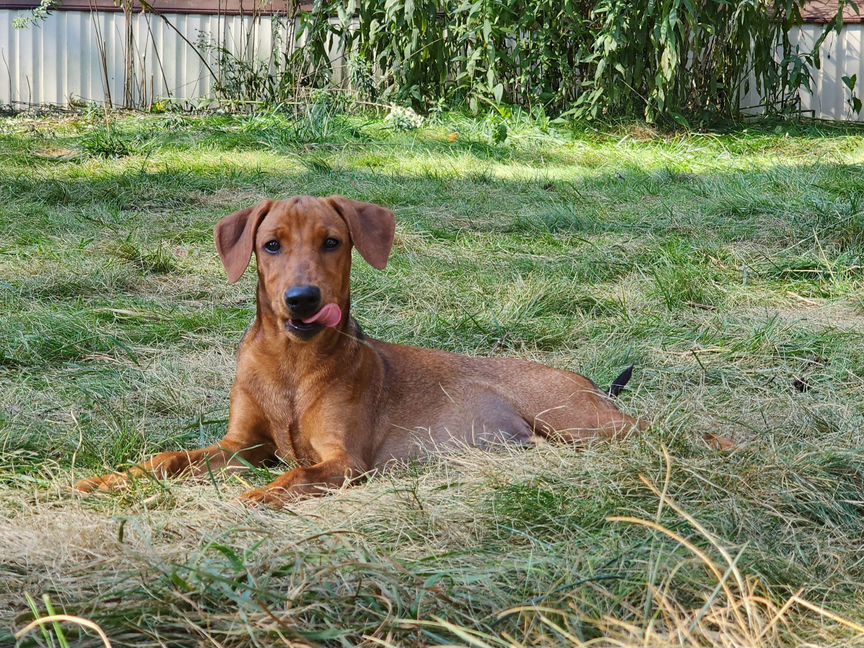 Щенок немецкого пинчера