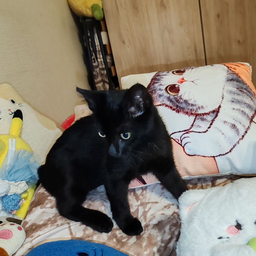 Милый котенок в дар