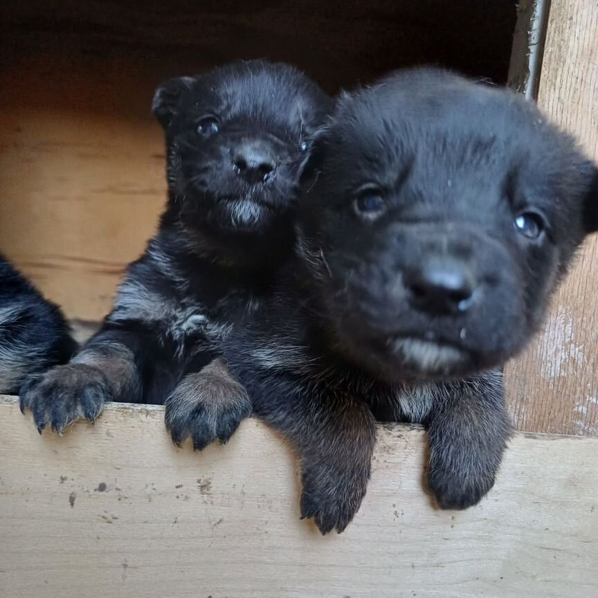 Немецкая овчарка, щенок