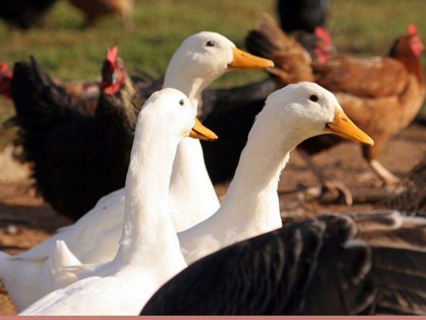 Щипаем птицу