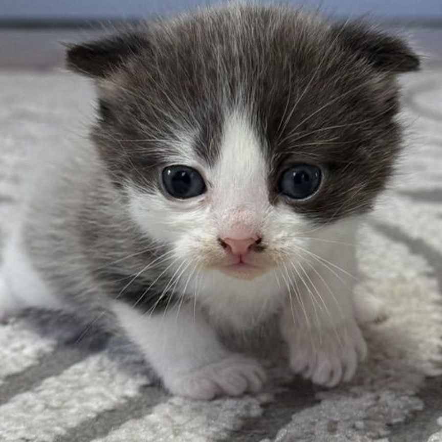 Шотландский вислоухий короткошёрстный котёнок