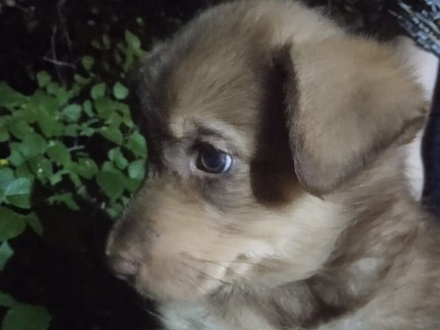 Щеночек,шоколадочка,1.5 мес