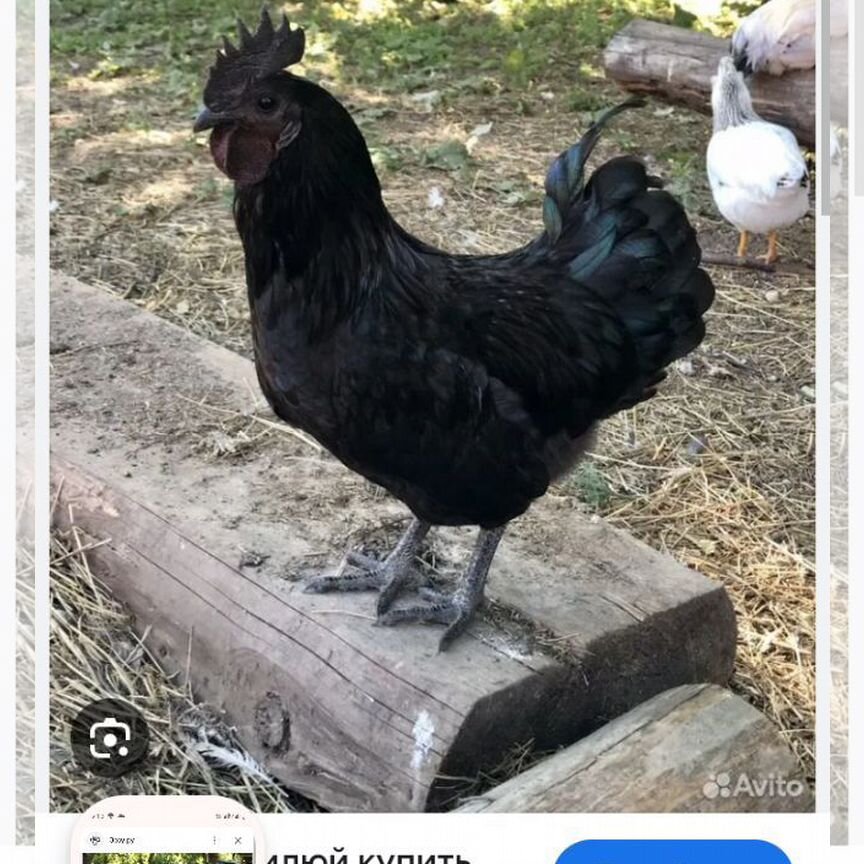 Петушок Ухилюй