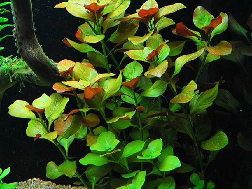 Растения, улитки, сомики для аквариума