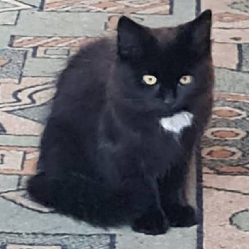 Котята ищут дом