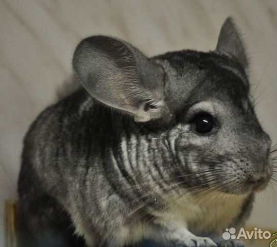 Отдам шиншиллу