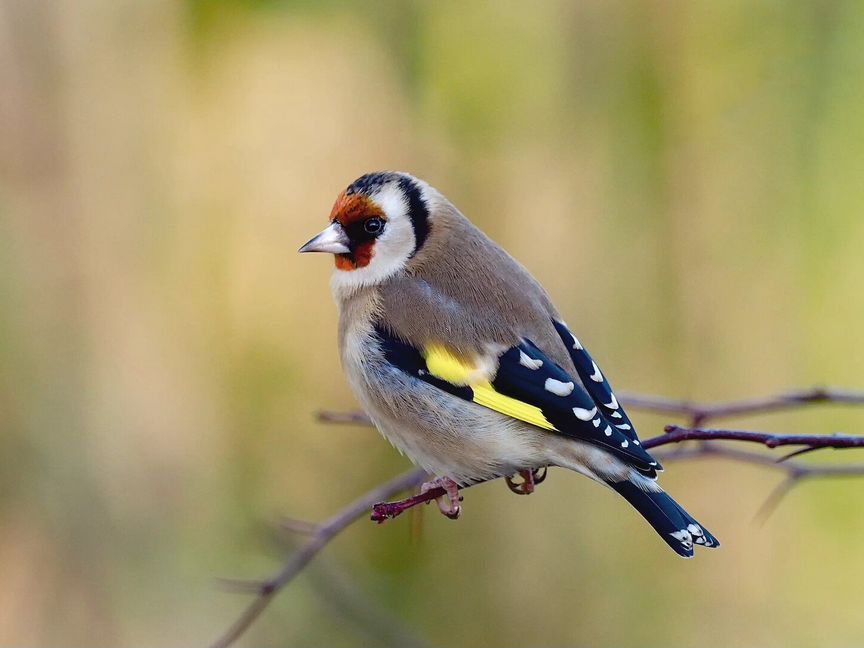 Певчие птицы
