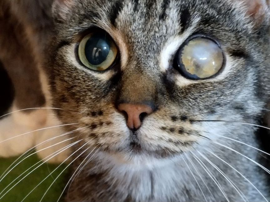 Кошечка в добрые руки