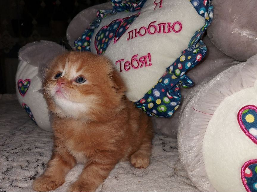 Котята шотландские скоттиш фолд