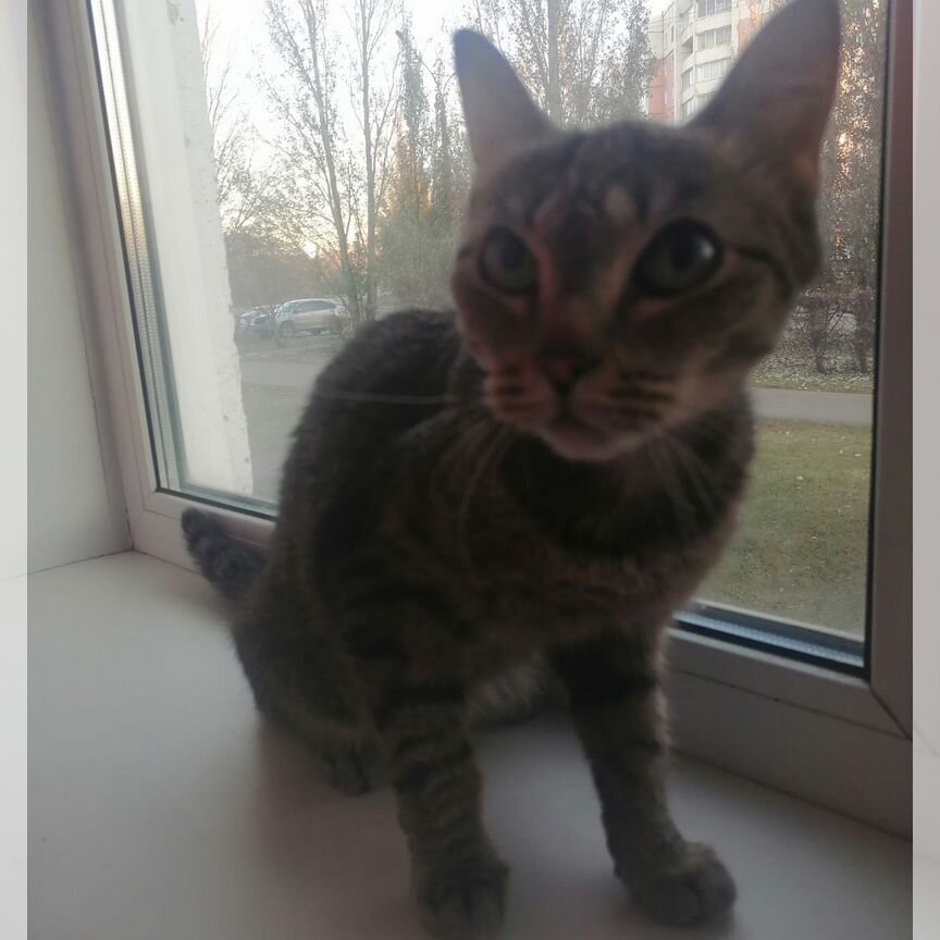 Взрослая кошка в добрые руки